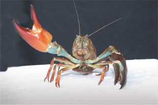 Marine Nutrition